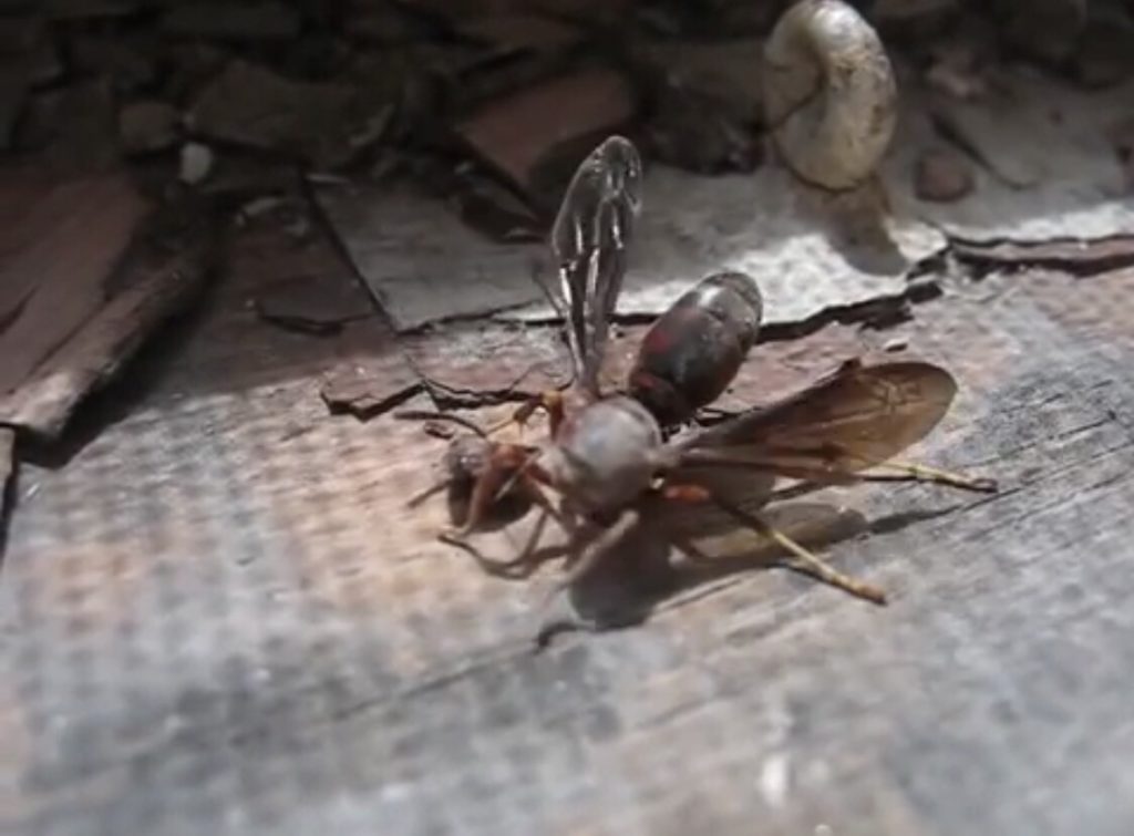 Decapitated Wasp Grabs It’s Head And Flies Away