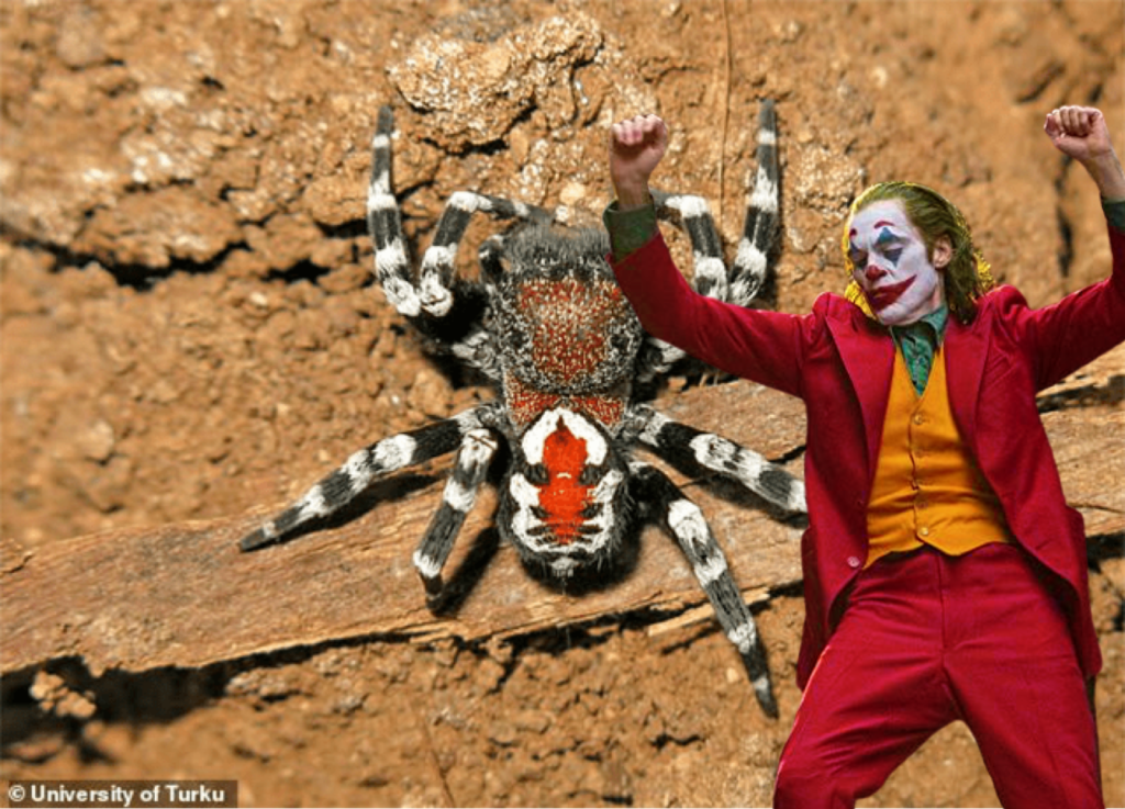 New Found Species Of Spider Which Looks Like Joker Is Named In Honor Of ...
