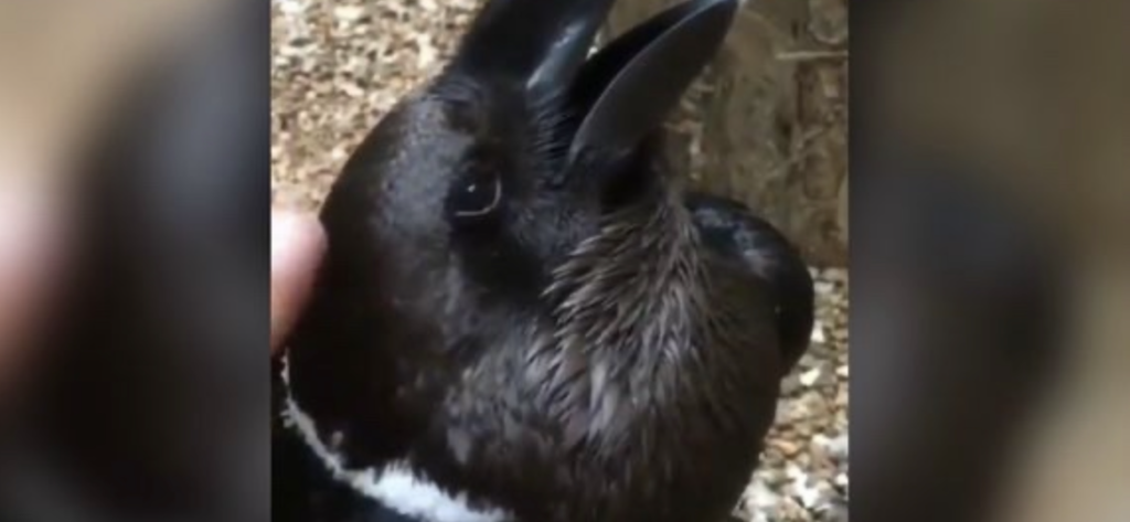 Do You See A Raven Or A Rabbit? The Confusing Optical Illusion That Has ...